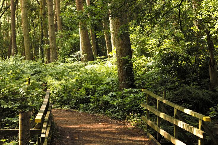 Mere Sands Wood | Lancashire Wildlife Trust