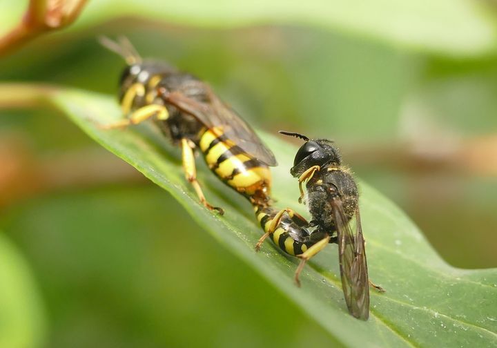 All about the solitary wasp Ectemnius | The Wildlife Trust for ...