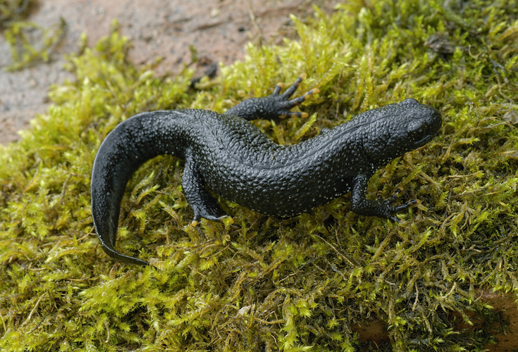 Know your newt! | The Wildlife Trust for Lancashire Manchester and ...