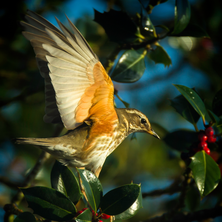 Winter Migration Guide – Migratory birds to spot this winter | The ...