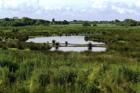 Step back in time using the new Lunt Meadows app | The Wildlife Trust ...