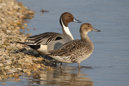 Dip into the world of dabbling ducks | The Wildlife Trust for ...