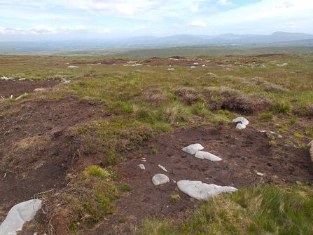 Great North Bog rises to the climate challenge | The Wildlife Trust for ...