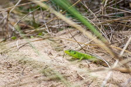 Fylde Sand Dunes Project | The Wildlife Trust for Lancashire Manchester ...