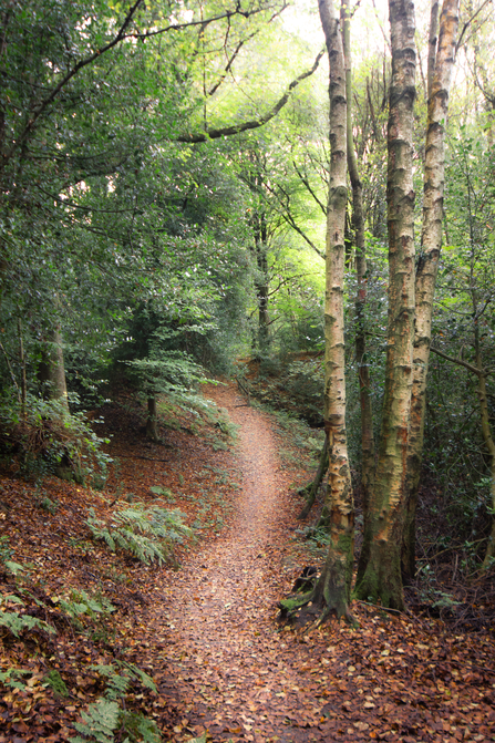 Philips Park Tree Trail | The Wildlife Trust for Lancashire, Manchester ...