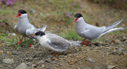 arctic terns uk