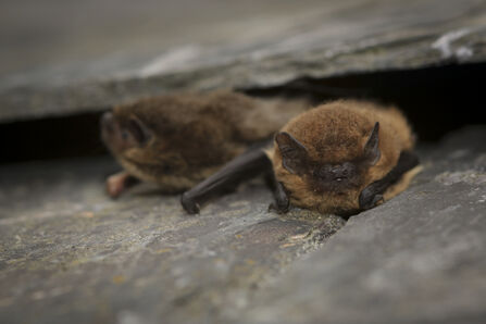 Snoozing the winter away: our guide to hibernation | The Wildlife Trust ...