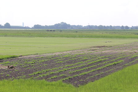 Turf production: peat extraction by stealth | The Wildlife Trust for ...