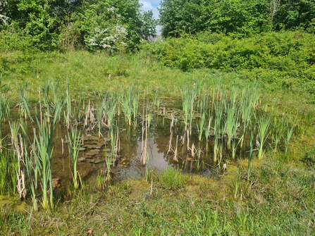 Ghost Ponds: Hotspots for Diversity | The Wildlife Trust for Lancashire ...