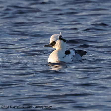 Happy World Wetlands Day! (And a Happy Smew Year!) | The Wildlife Trust ...