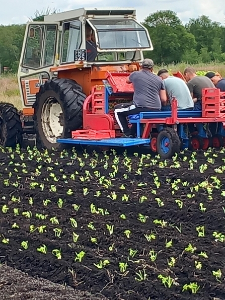 Can you grow lettuce on a bog? | The Wildlife Trust for Lancashire ...