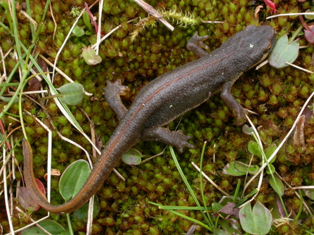 Know your newt! | The Wildlife Trust for Lancashire Manchester and ...