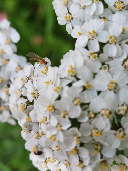Species spotlight: Yarrow, a wildflower with many talents | The ...