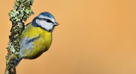 Garden birds | The Wildlife Trust for Lancashire, Manchester and North ...