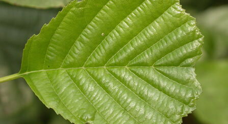 How to identify trees | The Wildlife Trust for Lancashire, Manchester ...