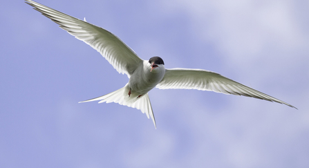 arctic terns uk
