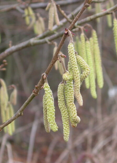 How to identify trees | The Wildlife Trust for Lancashire, Manchester ...