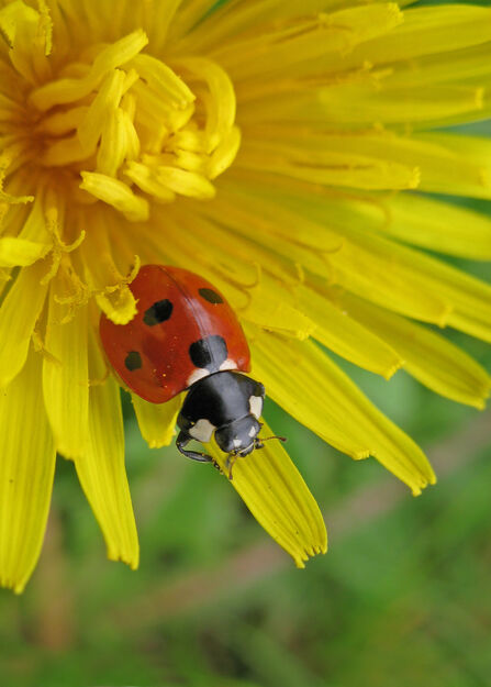 Time and the dandelion | The Wildlife Trust for Lancashire, Manchester ...