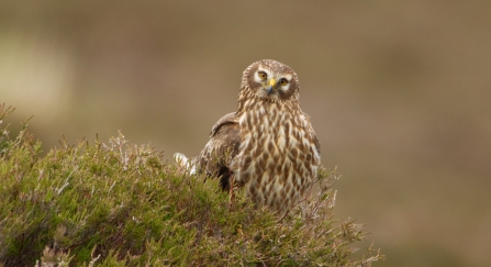 Harriers, hawks and falcons, oh my! How to identify birds of prey | The ...