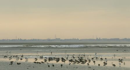 'Do Not Disturb' project set to tackle wildlife disturbance | The ...