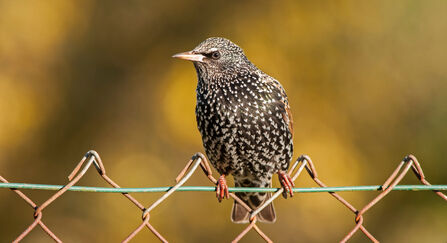 The bird with the stars in its feathers | The Wildlife Trust for ...
