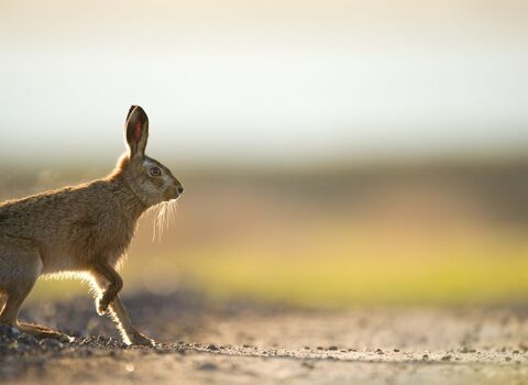 Dog-friendly nature reserves | The Wildlife Trust for Lancashire ...